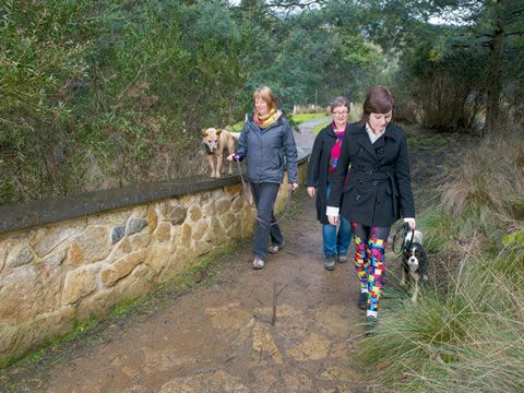 New Town Rivulet Track | Greater Hobart Trails