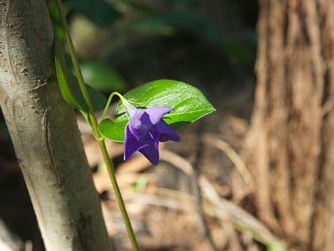 Alum Cliffs Track | Greater Hobart Trails