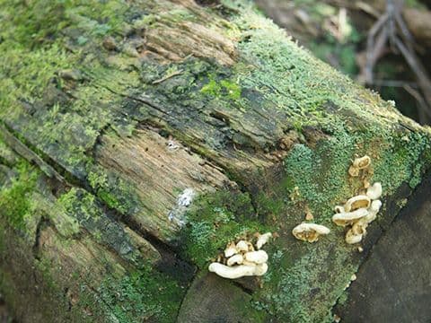 Alum Cliffs Track | Greater Hobart Trails