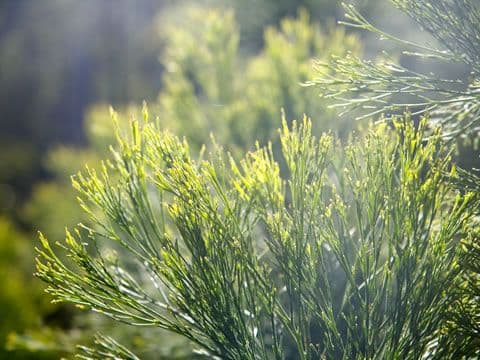 Alum Cliffs Track | Greater Hobart Trails
