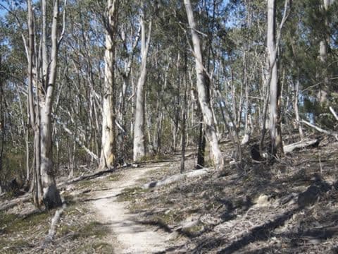 Alum Cliffs Track | Greater Hobart Trails