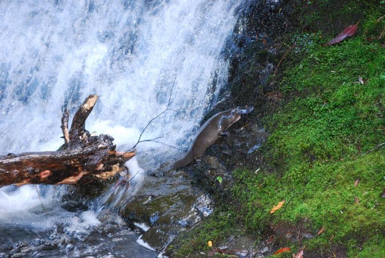 Hobart Rivulet Park | Greater Hobart Trails