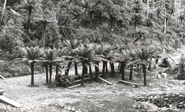 Fern Tree Park to Silver Falls (return) | Greater Hobart Trails