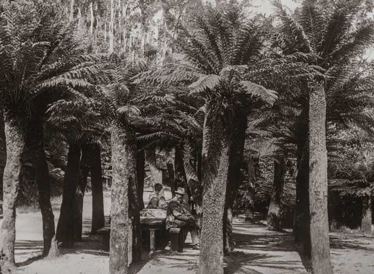 Fern Tree Park to Silver Falls (return) | Greater Hobart Trails