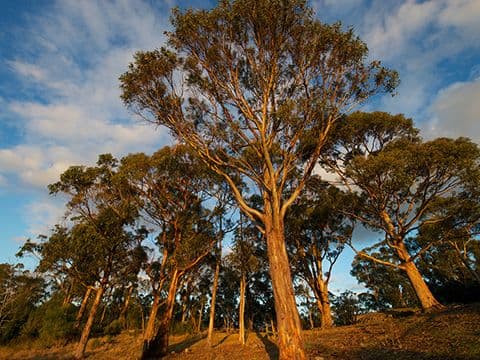 Truganini Track | Greater Hobart Trails